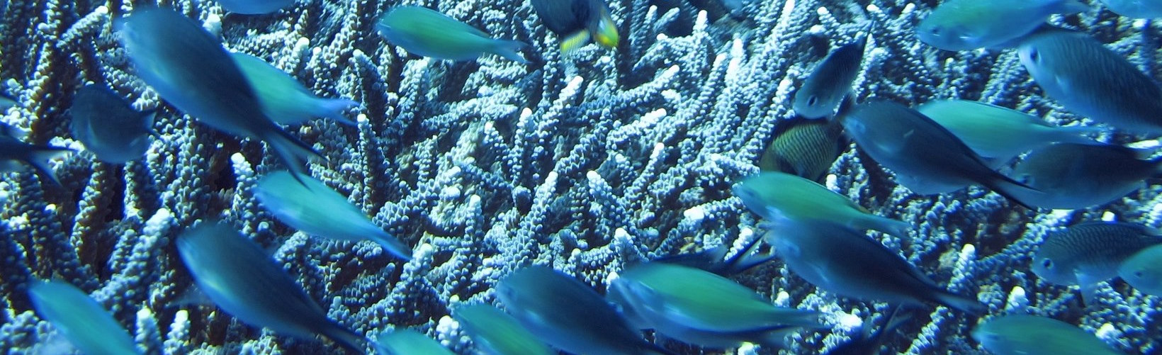 Select Chapters – DREW HARVELL